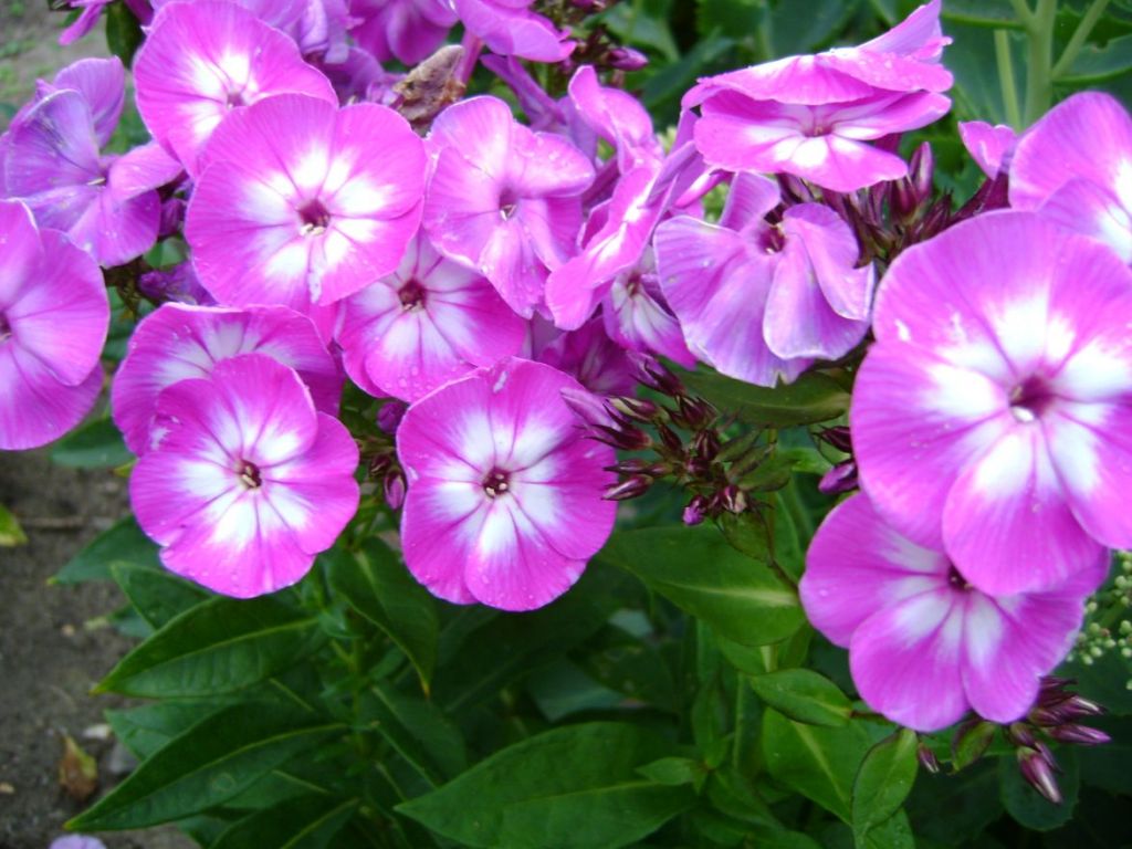 Floks LAURA FLOKSY BYLINY
