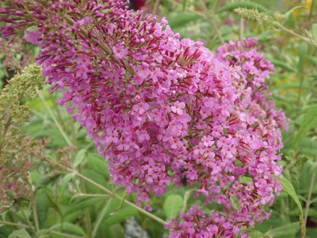 Budleja Davida PINK DELIGHT | Budleje | KRZEWY OZDOBNE