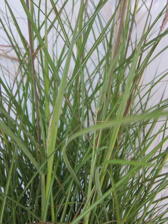 Miskant chiński ADAGIO | Miskanty | TRAWY OZDOBNE