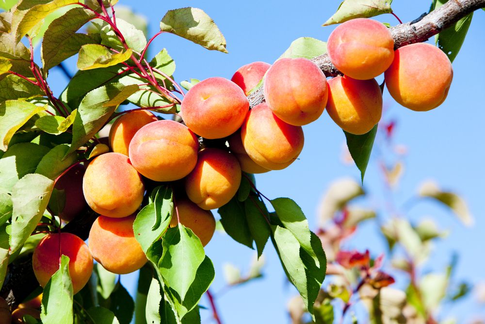 Morela Early Orange - drzewko owocowe