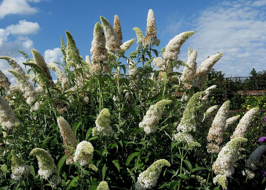 Budleja Davida WHITE PROFUSION Na PNIU Budleje KRZEWY OZDOBNE budleja-davida-white-profusion-na-pniu-budleje-krzewy-ozdobne