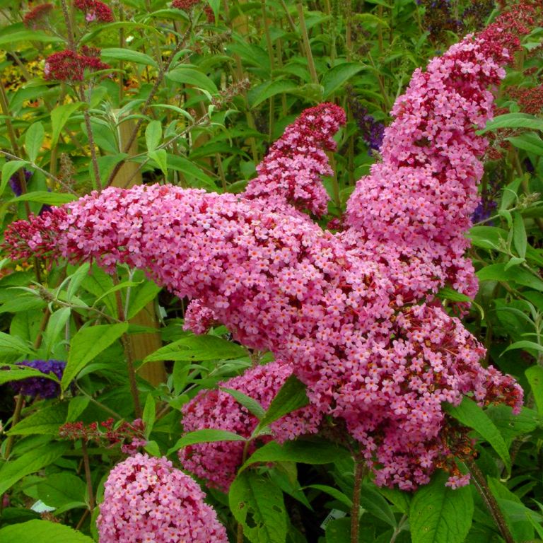 Budleja Davida PINK DELIGHT Na PNIU Budleje KRZEWY OZDOBNE Budleja Davida PINK DELIGHT Na PNIU Budleje KRZEWY OZDOBNE