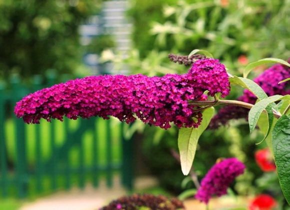 Budleja Davida ROYAL RED Na PNIU Budleje KRZEWY OZDOBNE