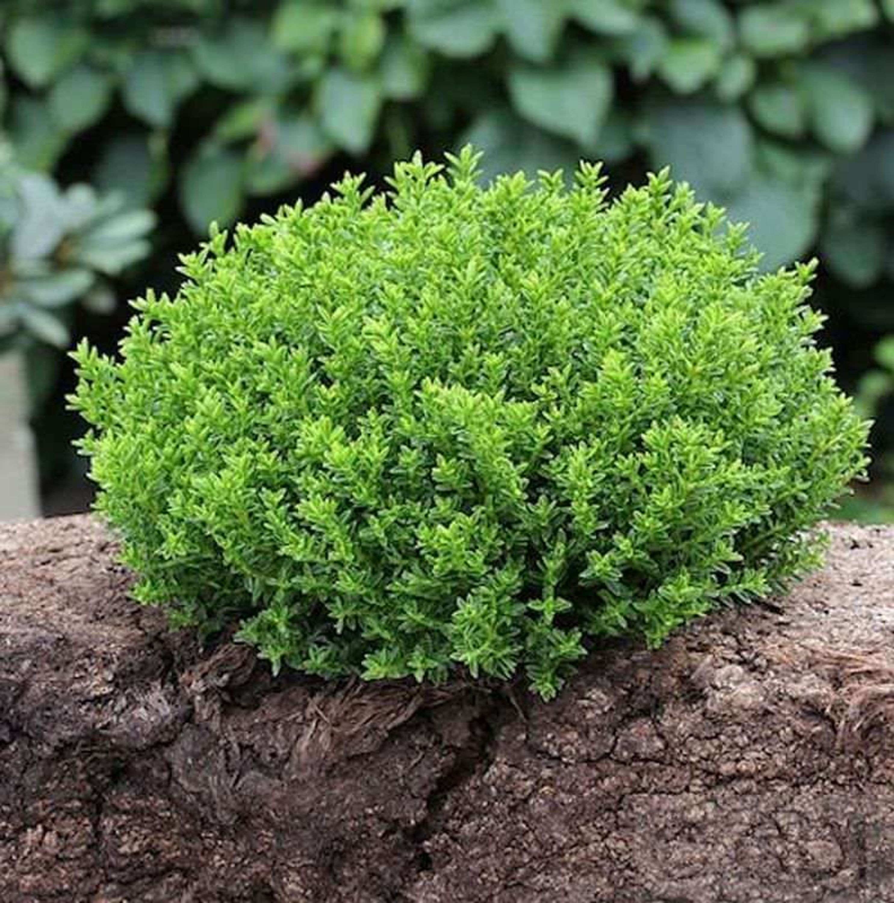Hebe GREEN GLOBE | Pozostałe | BYLINY