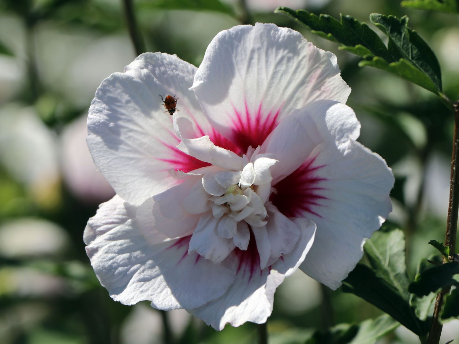 Hibisus ketmia syryjska CHINA CHIFFON | Hibiskusy | KRZEWY OZDOBNE