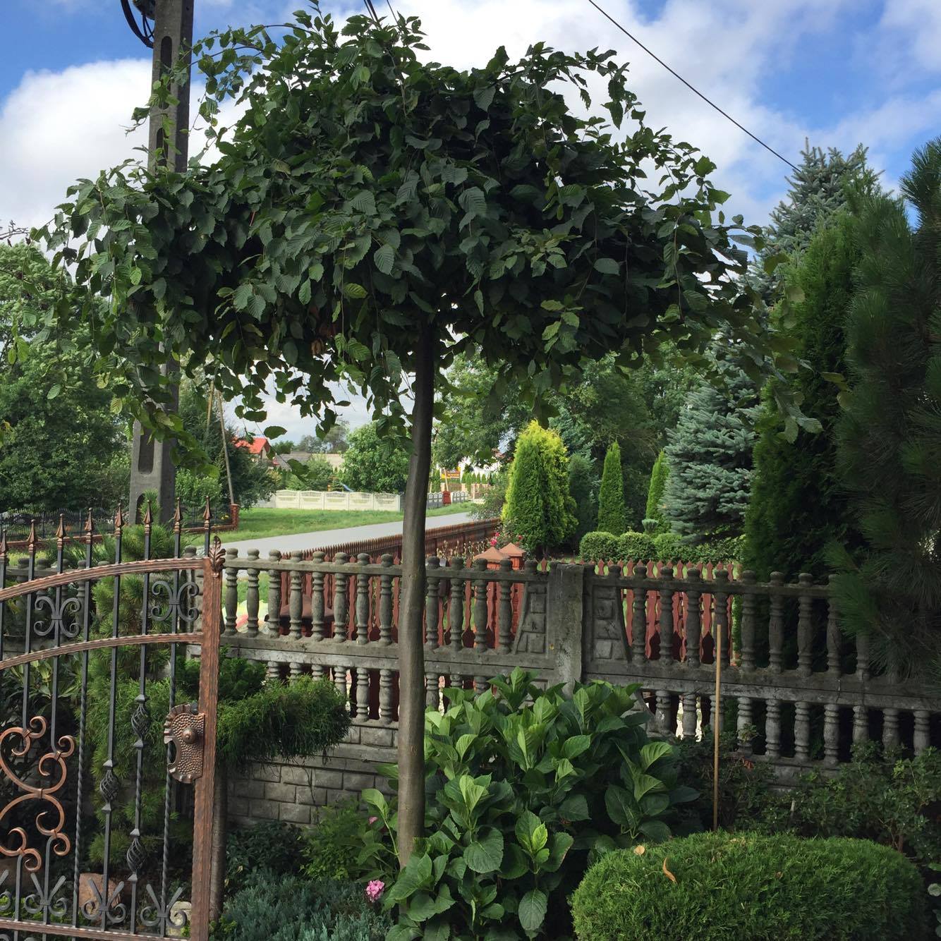 Grab pospolity PENDULA 140-160 cm | Graby | DRZEWA OZDOBNE