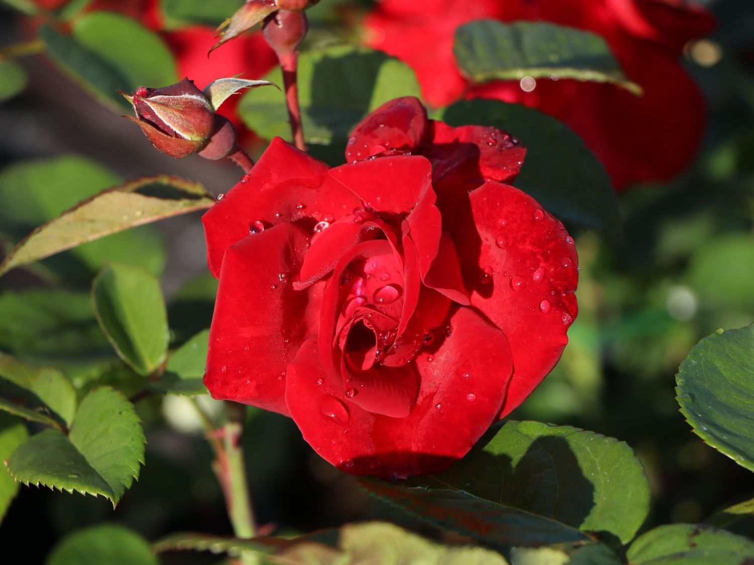 Róża SANTANA | Pozostałe | RÓŻE