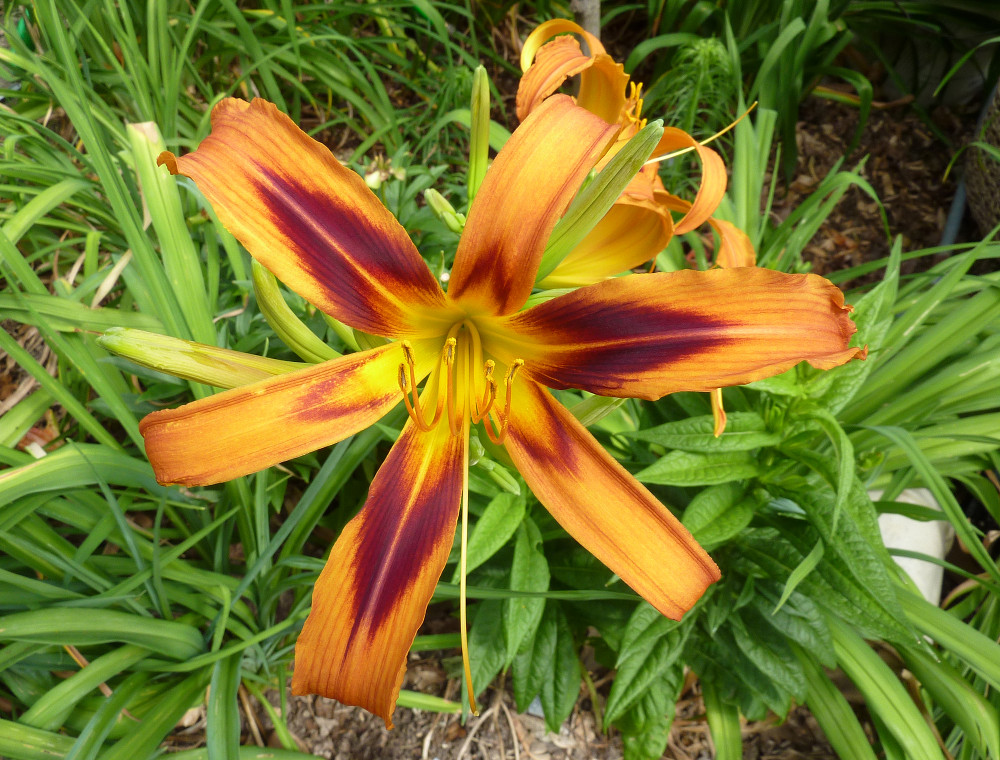 Liliowiec TIGEREYE SPIDER | Liliowce | BYLINY